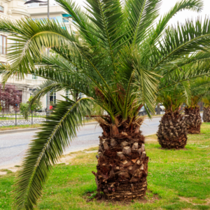 75 Different Types of Palm Trees (With Pictures and Names)
