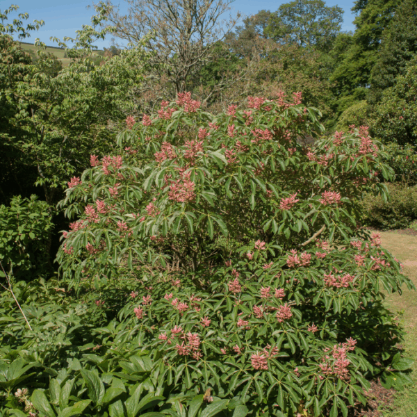 25 Red Flowering Trees (With Identification Pictures!)