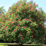25 Red Flowering Trees (With Identification Pictures!)