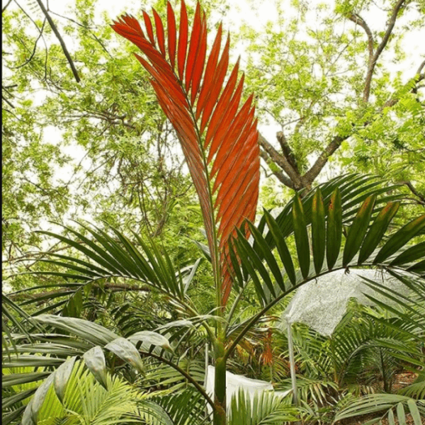 75 Different Types of Palm Trees (With Pictures and Names)