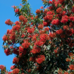 25 Red Flowering Trees (With Identification Pictures!)