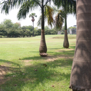 75 Different Types of Palm Trees (With Pictures and Names)