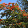 25 Red Flowering Trees (With Identification Pictures!)