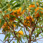 17 Outstanding Orange Flowering Trees (With Pictures!)