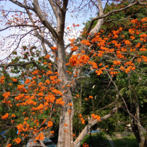 17 Outstanding Orange Flowering Trees (With Pictures!)