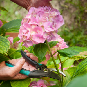 15 Types of Tree Cutting Tools For Pruning, Felling, & Wood
