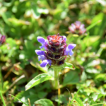 25 Weeds With Purple Flowers (Identification Guide)