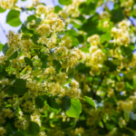 35 Different Types of Yellow Flowering Trees (With Pics)