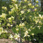 35 Different Types of Yellow Flowering Trees (With Pics)