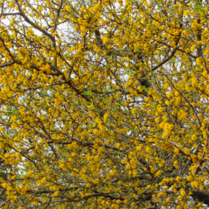 35 Different Types of Yellow Flowering Trees (With Pics)