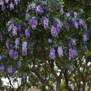 15 Blue Flowering Trees (With Identification Pictures)