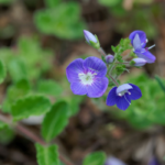 25 Weeds With Purple Flowers (Identification Guide)