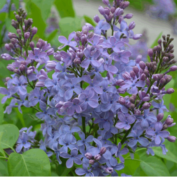 15 Blue Flowering Trees (With Identification Pictures)