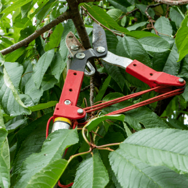 15 Types of Tree Cutting Tools For Pruning, Felling, & Wood
