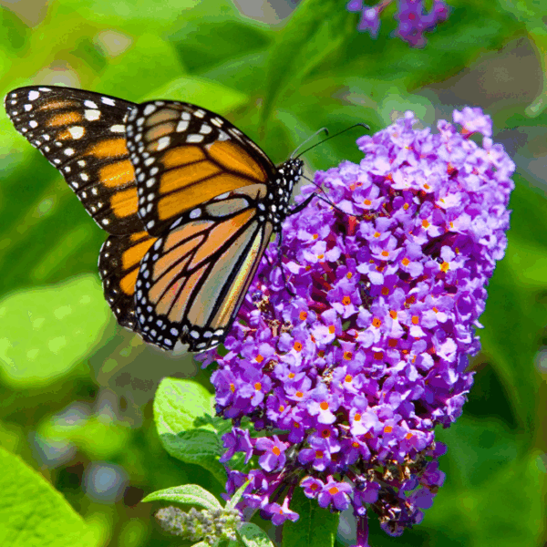 15 Blue Flowering Trees (With Identification Pictures)