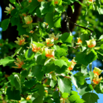 35 Different Types of Yellow Flowering Trees (With Pics)