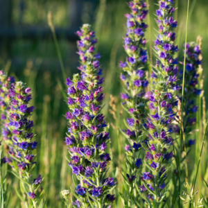 25 Weeds With Purple Flowers (Identification Guide)