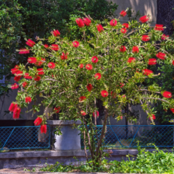 25 Red Flowering Trees (With Identification Pictures!)