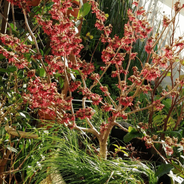 25 Red Flowering Trees (With Identification Pictures!)