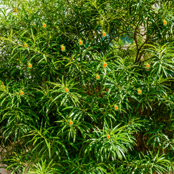 35 Different Types of Yellow Flowering Trees (With Pics)