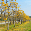 35 Different Types of Yellow Flowering Trees (With Pics)