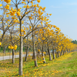 35 Different Types of Yellow Flowering Trees (With Pics)