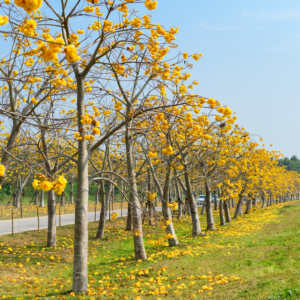 35 Different Types of Yellow Flowering Trees (With Pics)