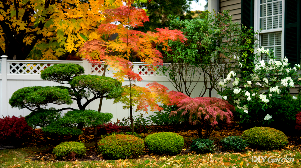 10 Best Small Trees With Non-Invasive Roots For Front Garden