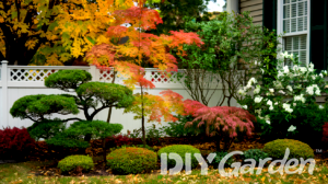 10 Best Small Trees With Non-Invasive Roots For Front Garden