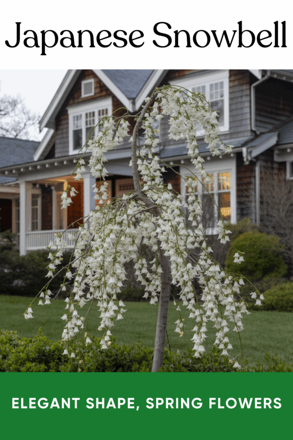 25 Small Trees For Front Yards With Non-Invasive Roots | DIY Garden