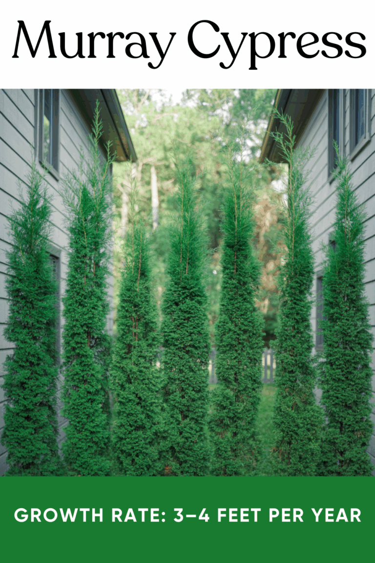 25 Fast-Growing Trees for Privacy Landscaping Between Houses | DIY Garden