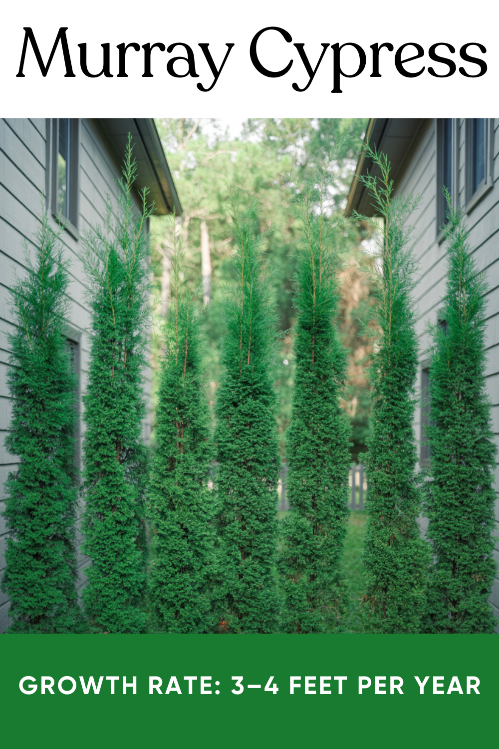 25 Fast-Growing Trees for Privacy Landscaping Between Houses | DIY Garden