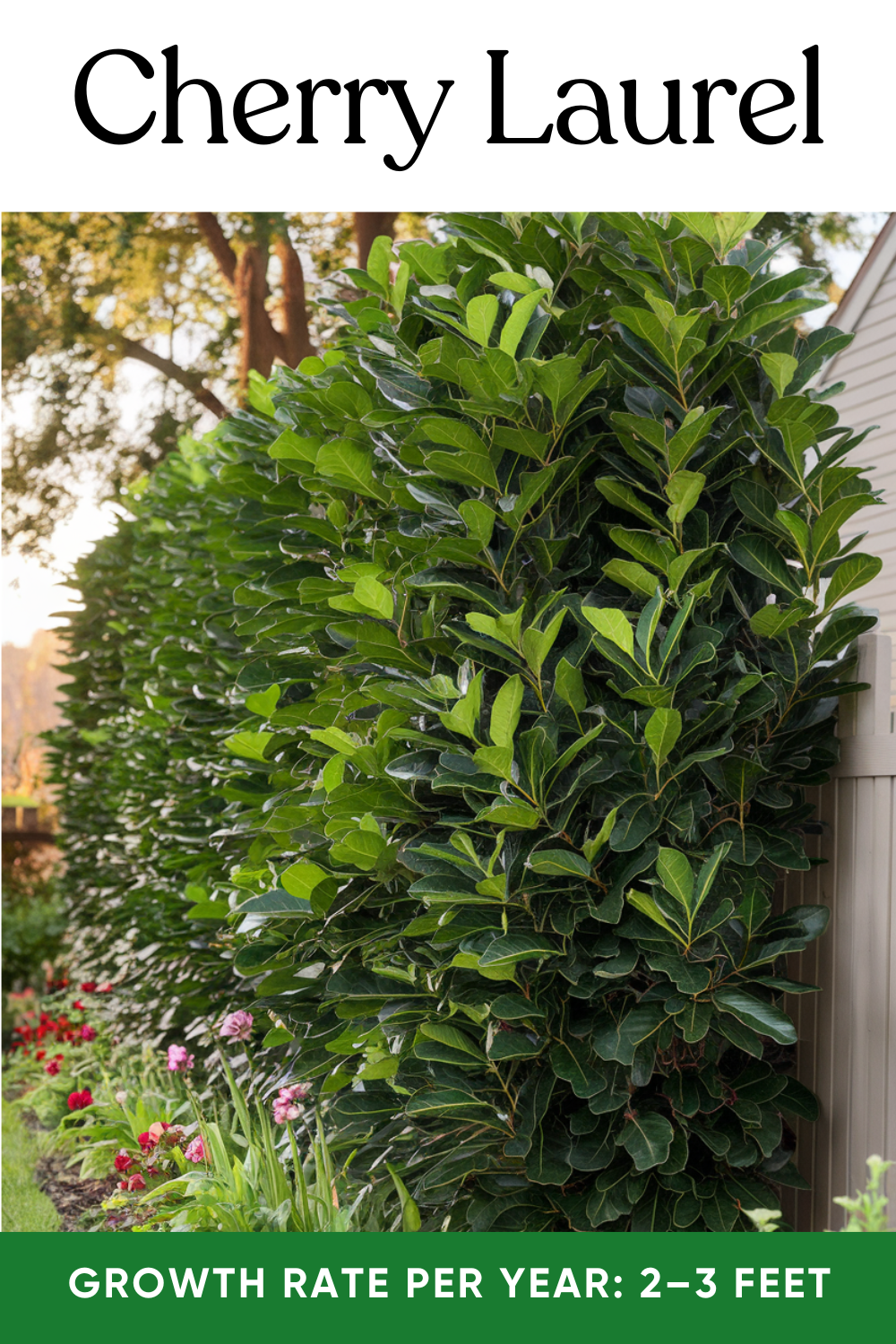 15 Fastest Growing Privacy Shrubs to Grow as Privacy Hedges | DIY Garden