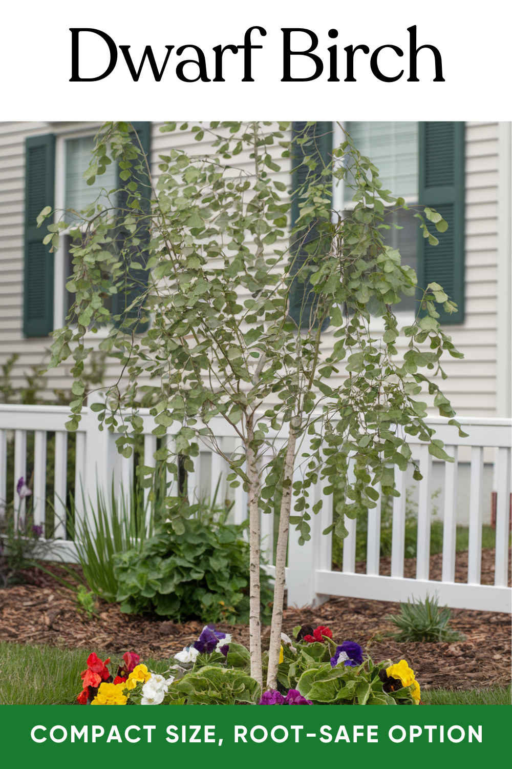 25 Small Trees For Front Yards With Non-Invasive Roots | DIY Garden