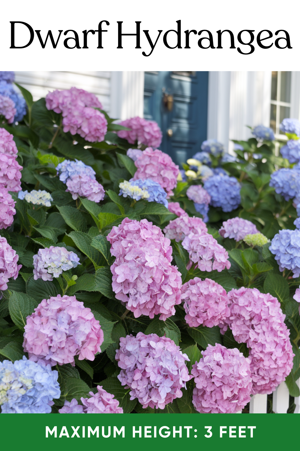 35 Best Low-Growing Shrubs for the Front of Your House | DIY Garden
