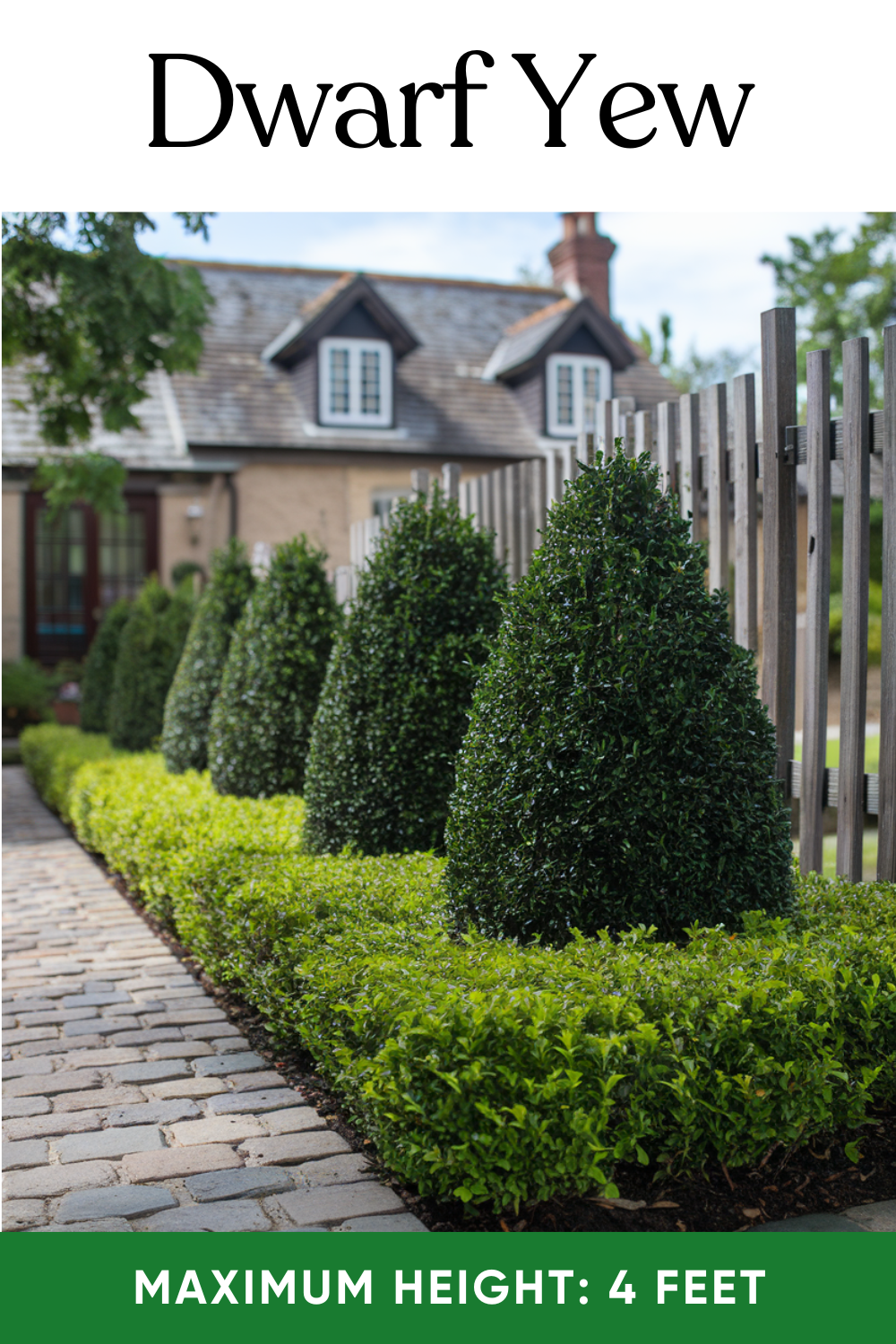 35 Best Low-Growing Shrubs for the Front of Your House | DIY Garden