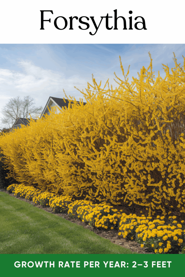 15 Fastest Growing Privacy Shrubs to Grow as Privacy Hedges | DIY Garden