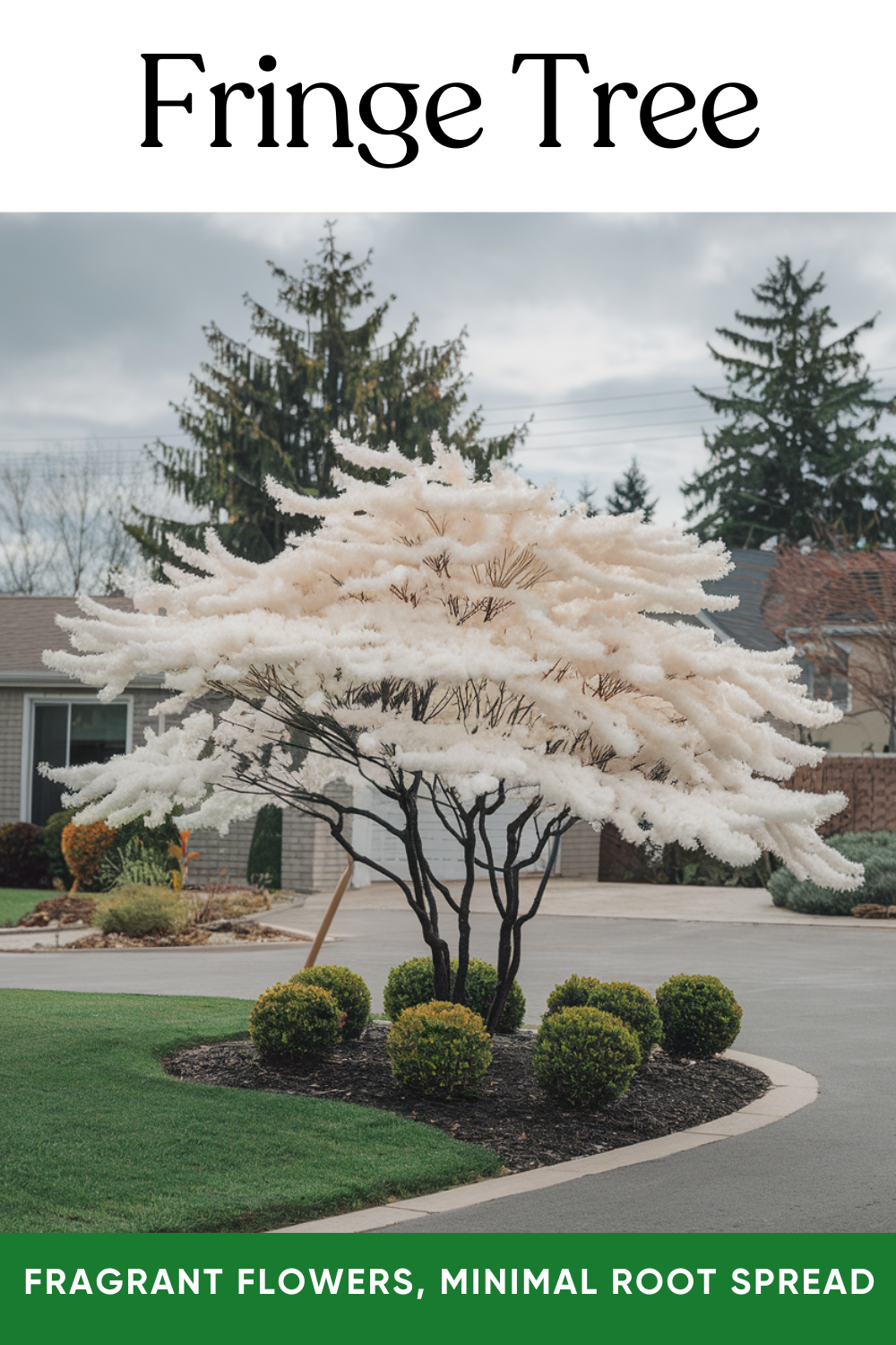 25 Small Trees For Front Yards With Non-Invasive Roots | DIY Garden
