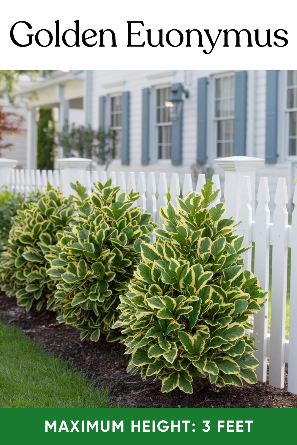 35 Best Low-Growing Shrubs for the Front of Your House | DIY Garden