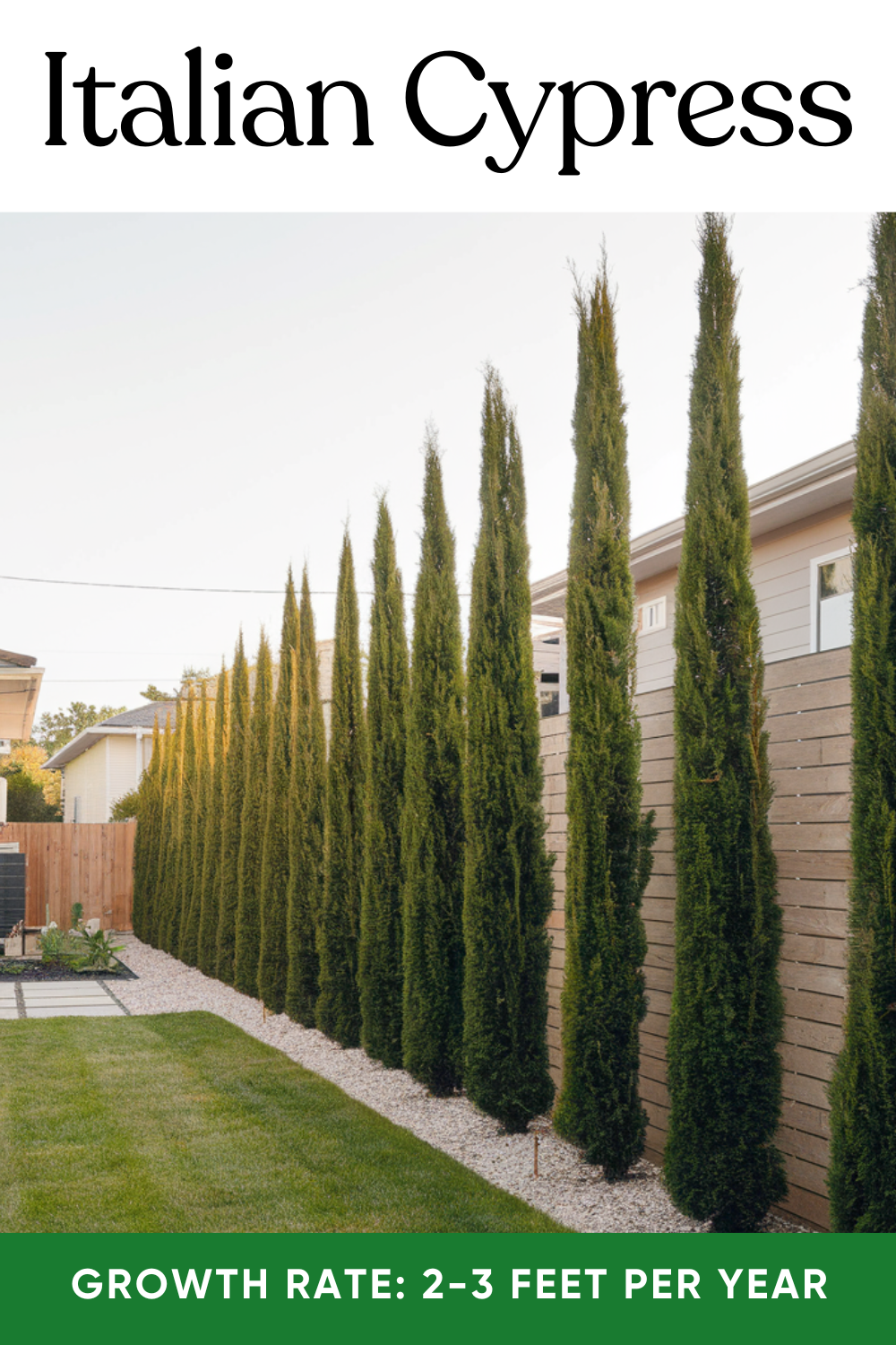 25 Fast-Growing Trees for Privacy Landscaping Between Houses | DIY Garden