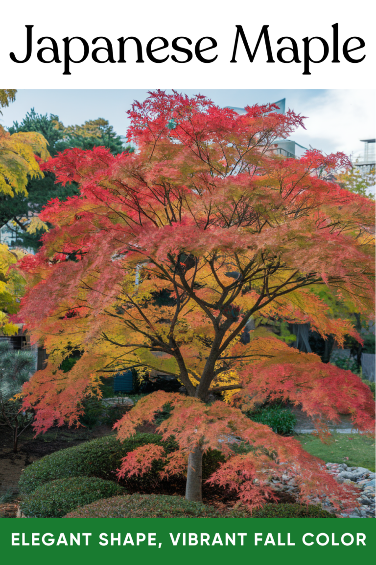 25 Small Trees For Front Yards With Non-Invasive Roots | DIY Garden