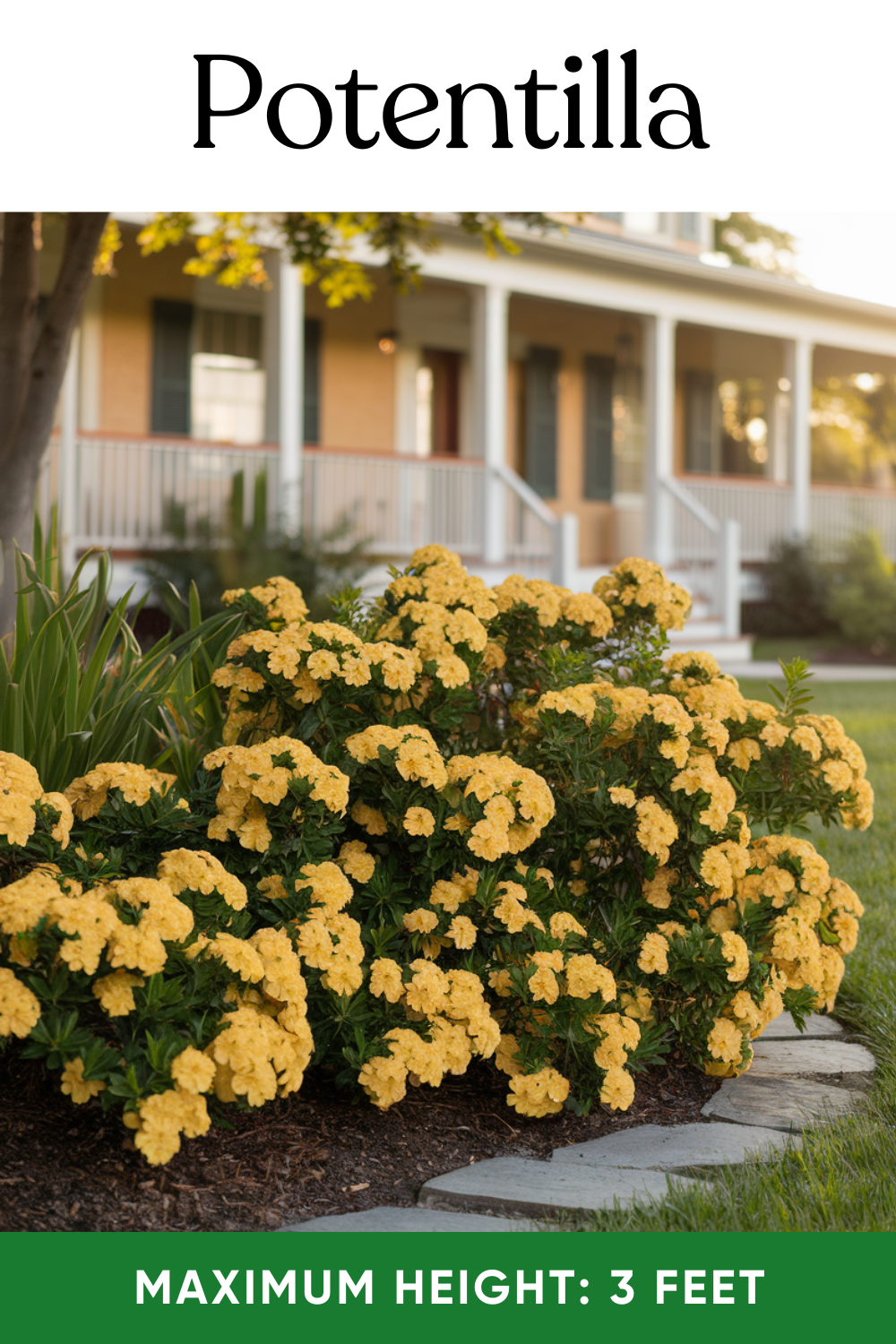 35 Best Low-Growing Shrubs for the Front of Your House | DIY Garden
