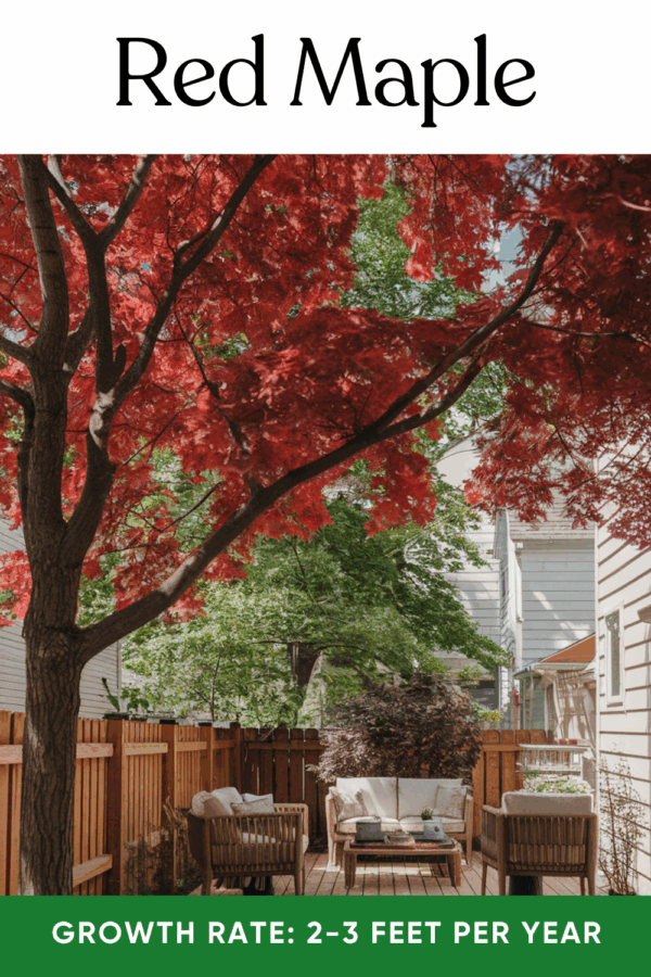 25 Fast-Growing Trees for Privacy Landscaping Between Houses | DIY Garden