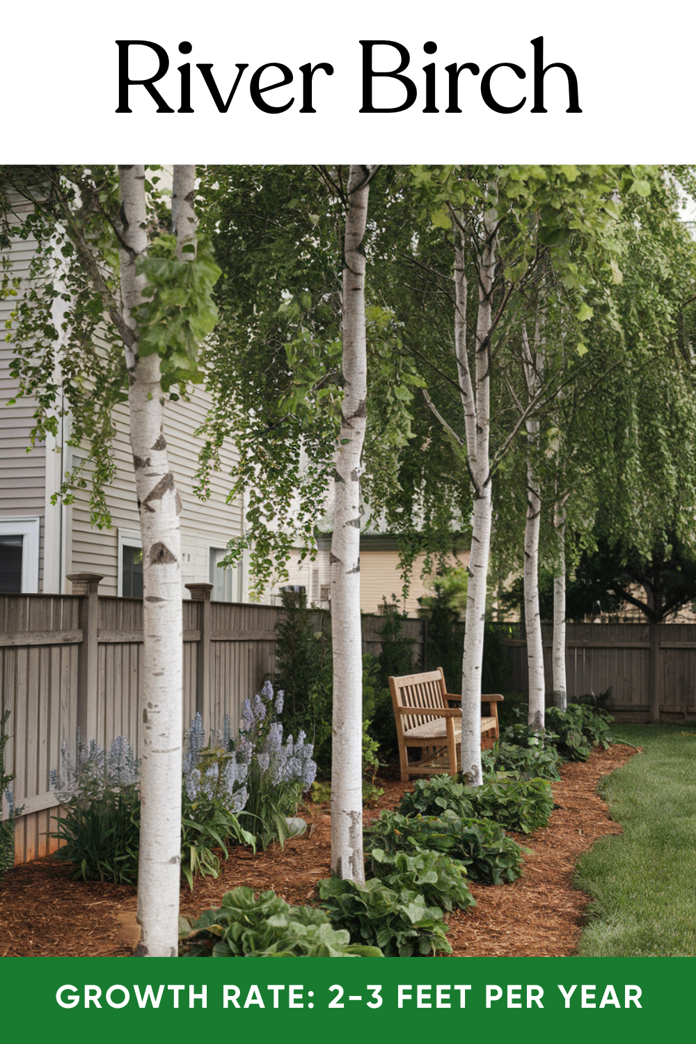 25 Fast-Growing Trees for Privacy Landscaping Between Houses | DIY Garden
