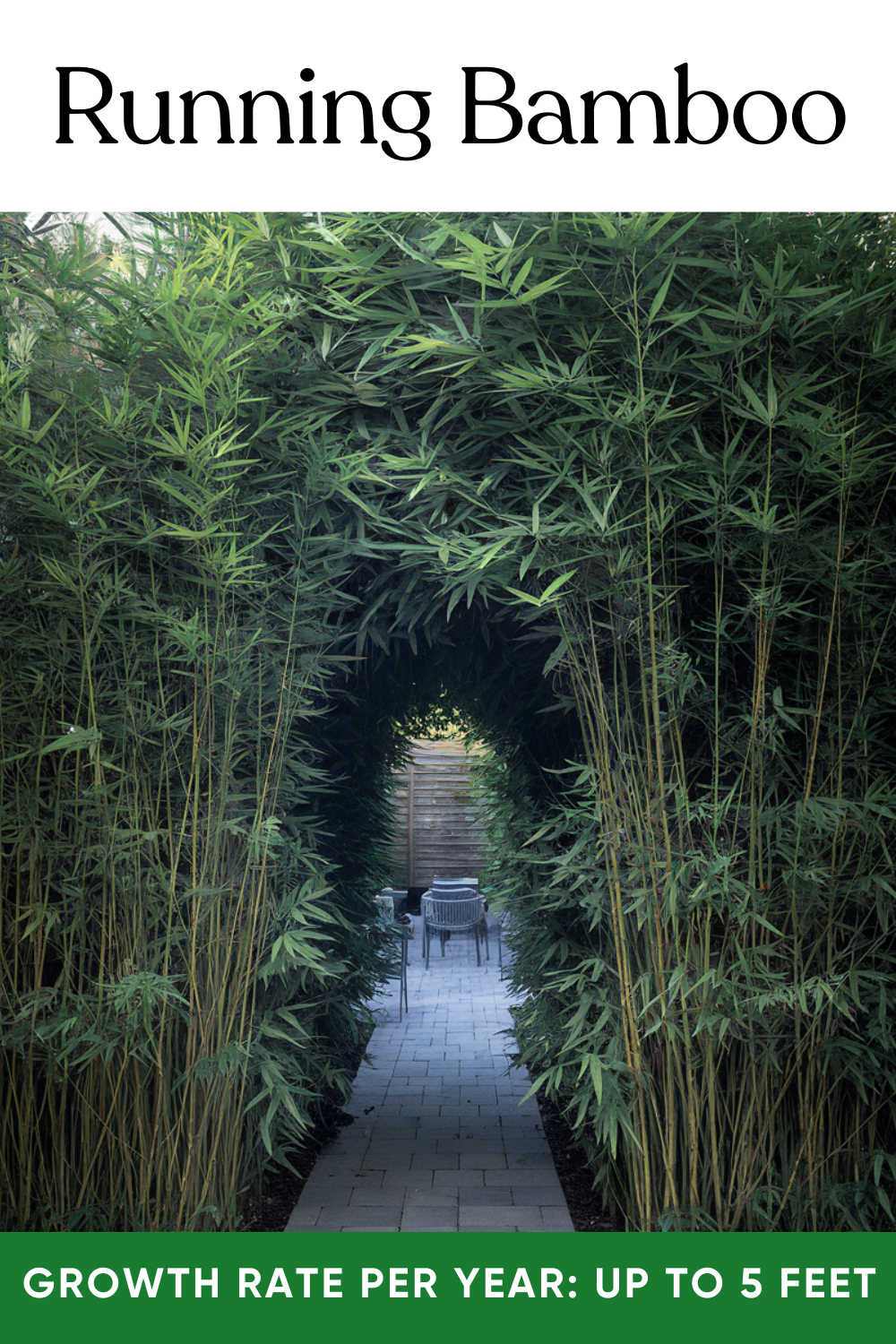 15 Fastest Growing Privacy Shrubs to Grow as Privacy Hedges | DIY Garden