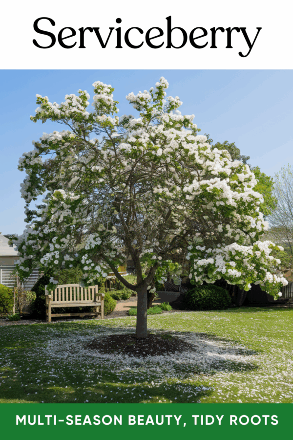 25 Small Trees For Front Yards With Non-Invasive Roots | DIY Garden