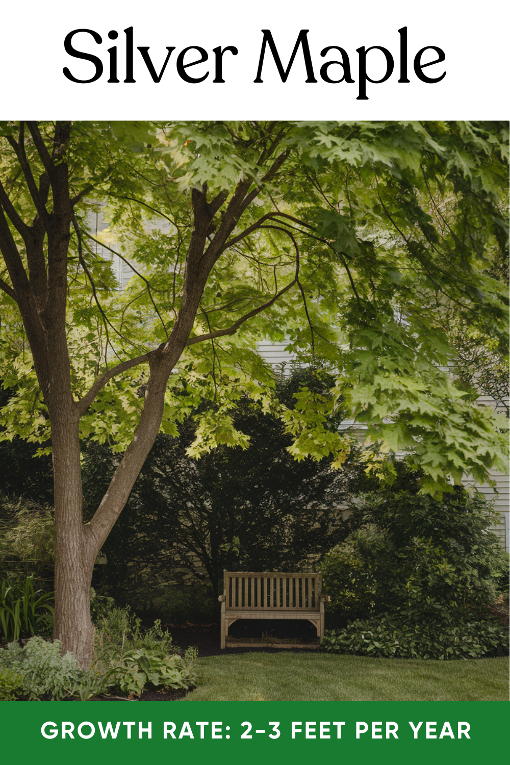 25 Fast-Growing Trees for Privacy Landscaping Between Houses | DIY Garden