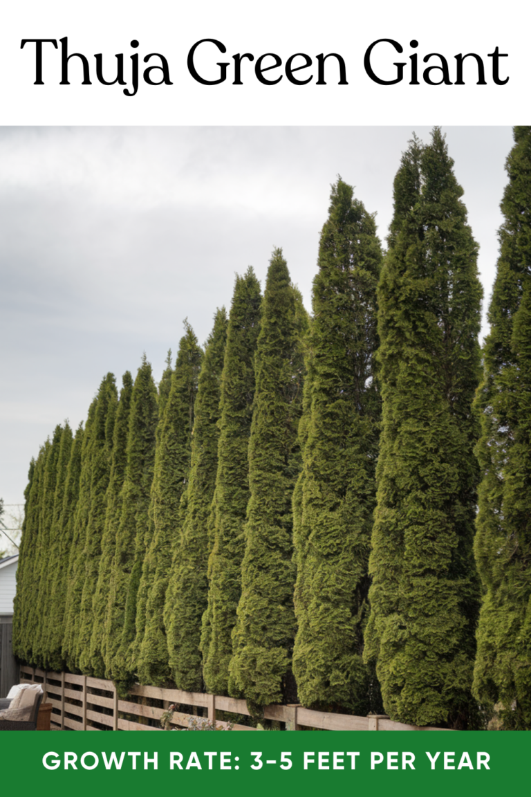 25 Fast-Growing Trees for Privacy Landscaping Between Houses | DIY Garden