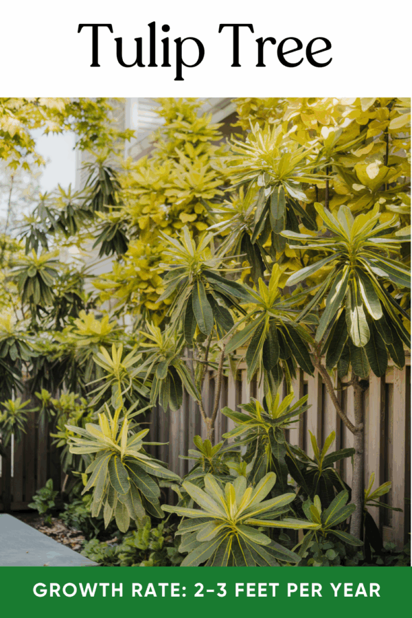 25 Fast-Growing Trees for Privacy Landscaping Between Houses | DIY Garden