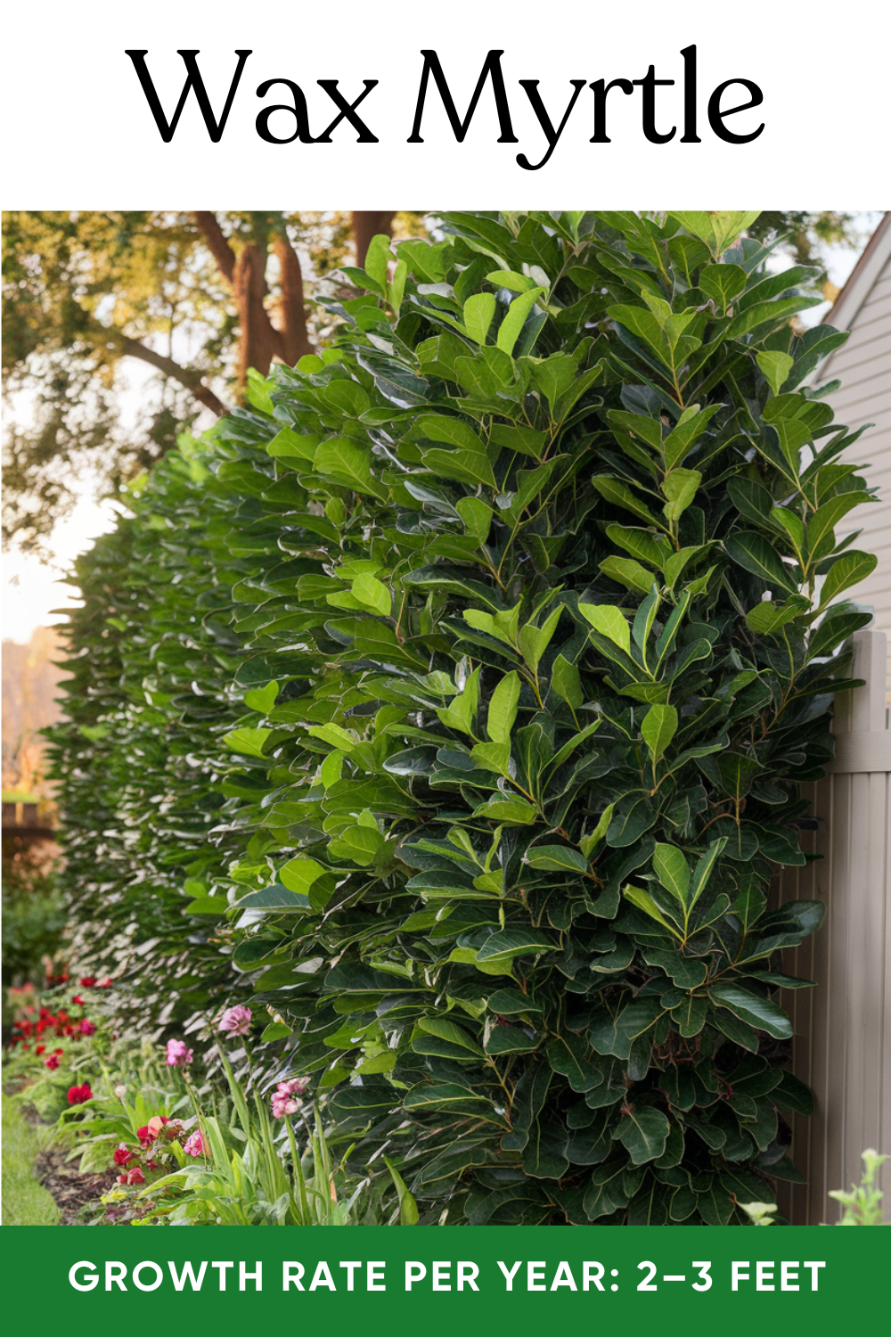 15 Fastest Growing Privacy Shrubs to Grow as Privacy Hedges | DIY Garden